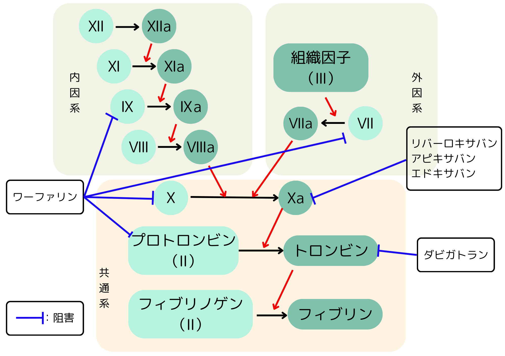 ワルファリンとDOACの違い・使い分け：薬剤師が押さえるべきポイント - 薬ラボ